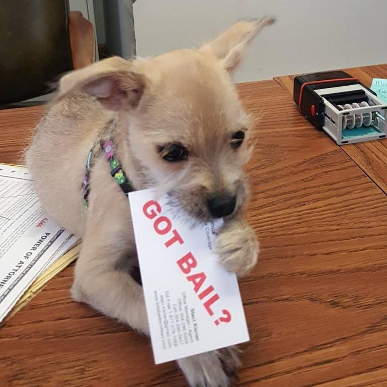 Contact Bills Bail Bonds Buckhannon, Kingwood WV